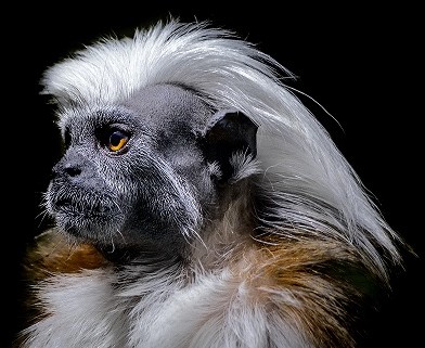 FACTS about HAIR – NATIVA